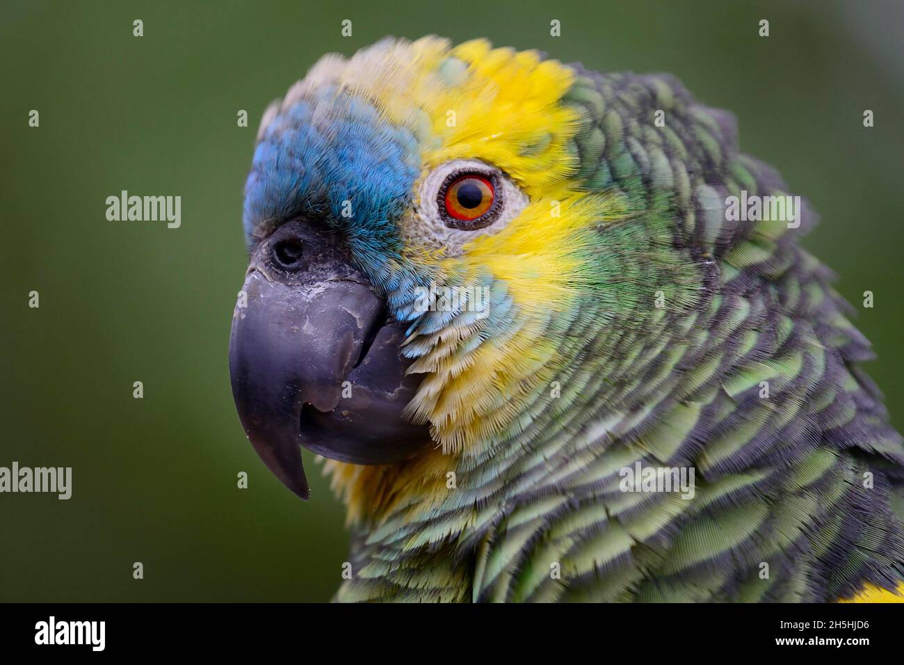 Blue-fronted amazon (Amazona aestiva), portrait, Yungas, near Caranavi ...