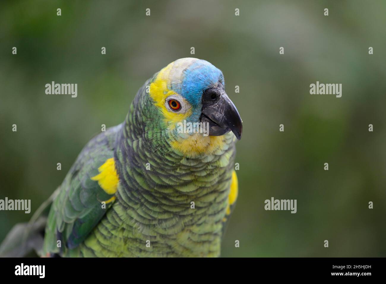 Blue-fronted amazon (Amazona aestiva), portrait, Yungas, near Caranavi ...