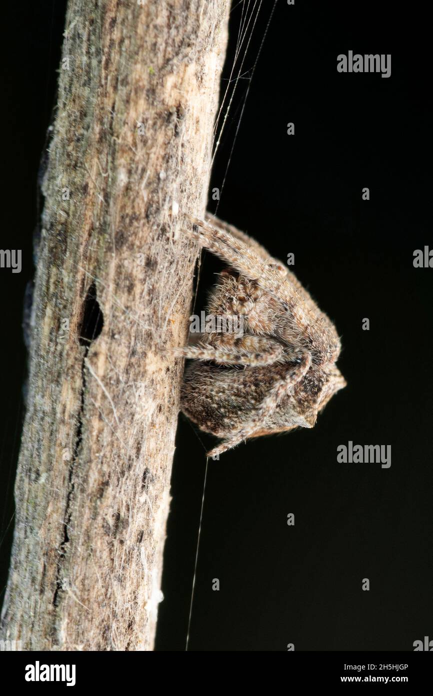 Nagpuri tree stump spider hi-res stock photography and images - Alamy