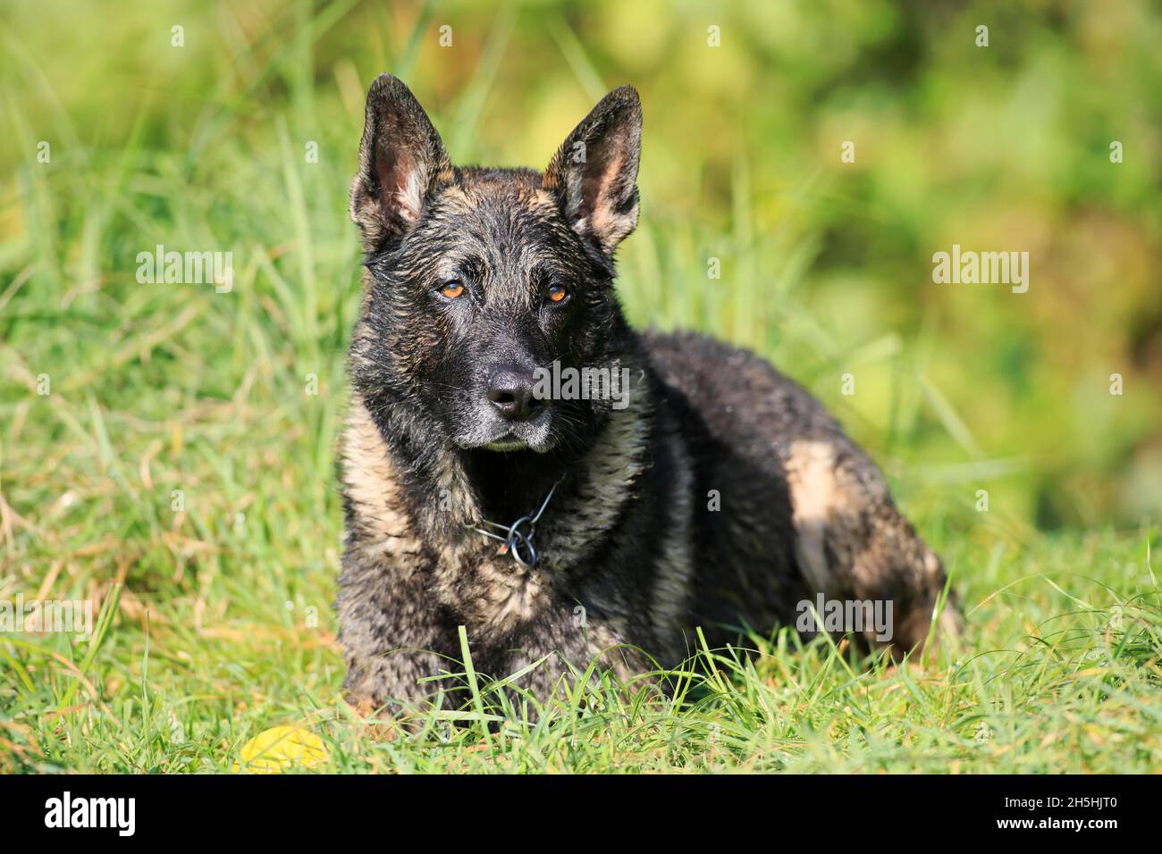 German shepherd Domestic dog (Canis lupus familiaris), adult, male ...
