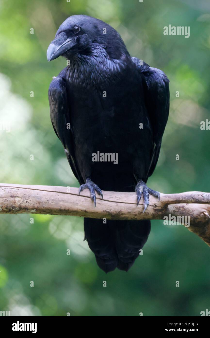 Common raven (Corvus corax), animal portrait, captive, Germany Stock ...