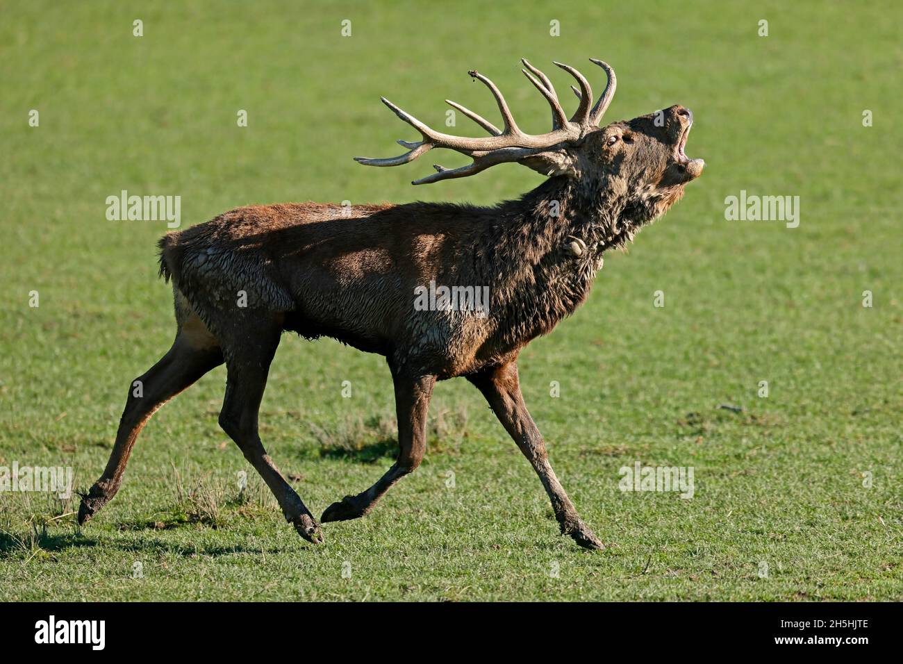Red deer france hi-res stock photography and images - Alamy