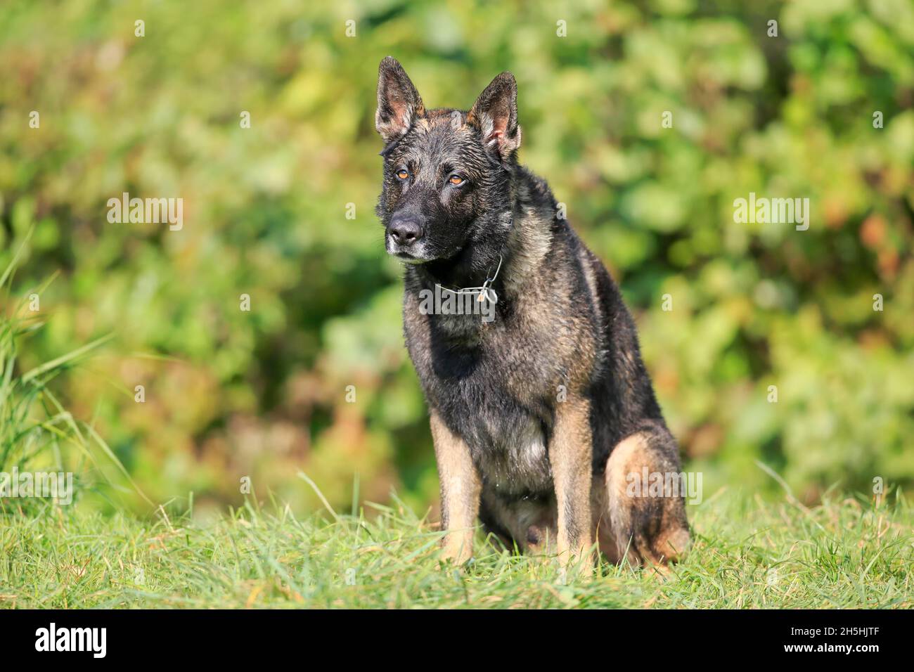 German shepherd domestic dog (Canis lupus familiaris), adult, male ...