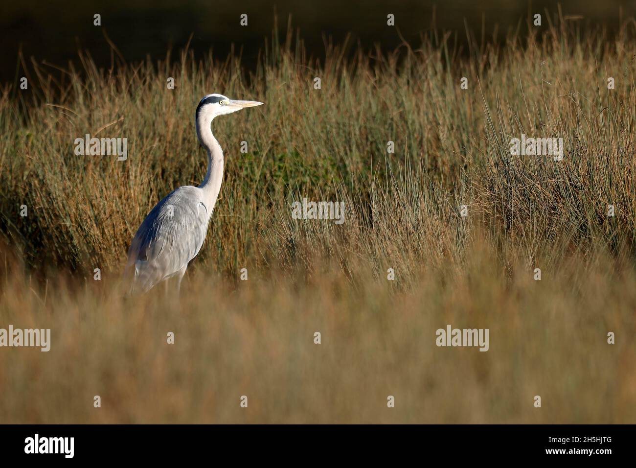 Grey heron (Ardea cinerea), standing in tall grass, wildlife, France ...