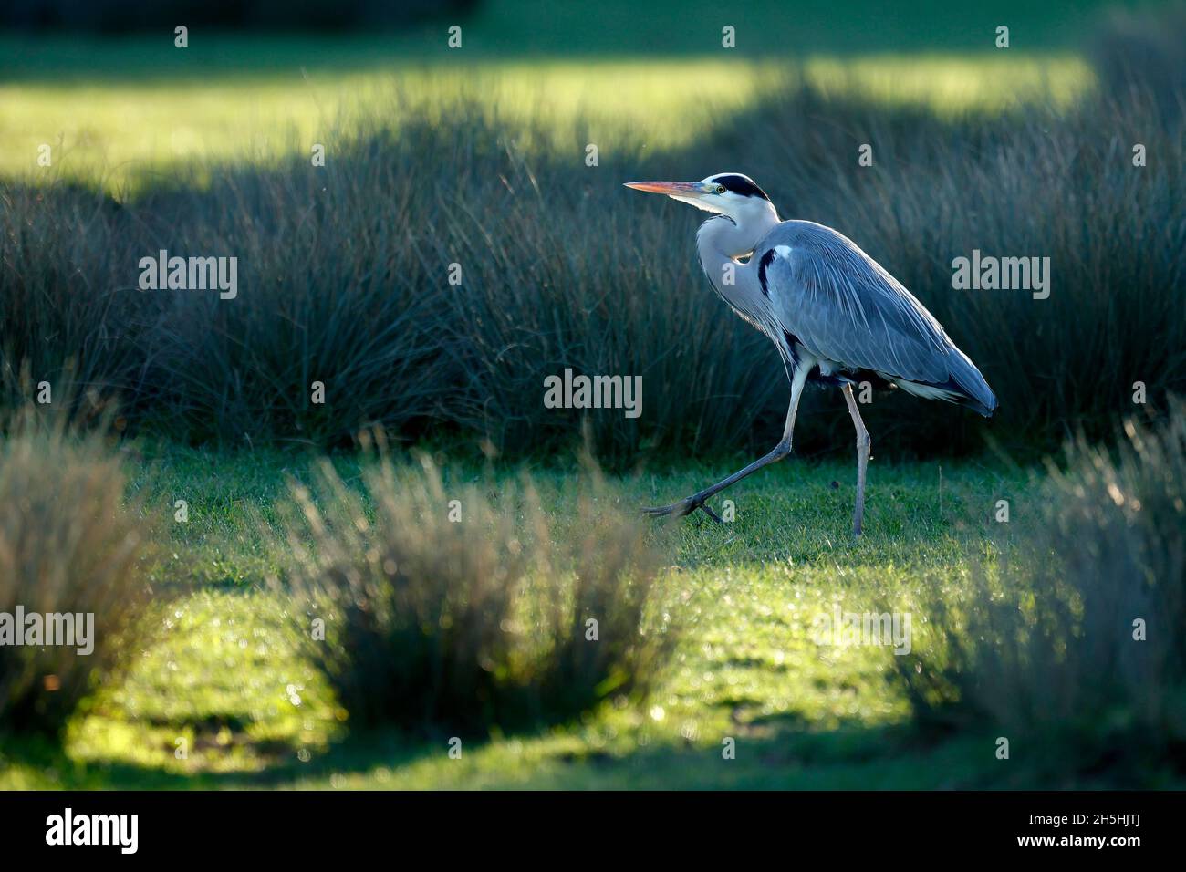 Grey heron (Ardea cinerea), walking in tall grass, wildlife, France ...