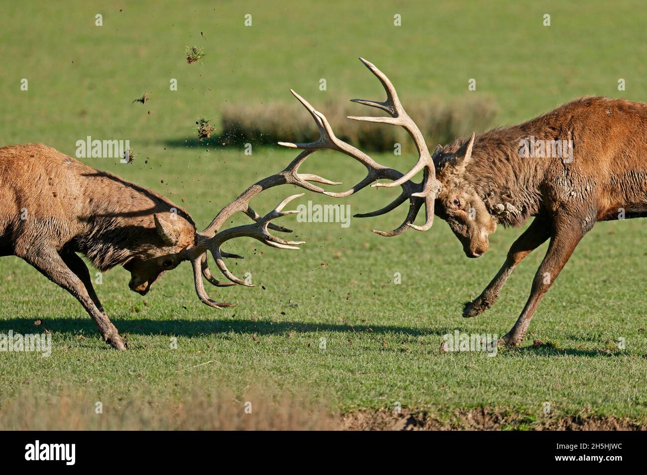 Red deer (Cervus elaphus), stag fighting during the rut, captive ...