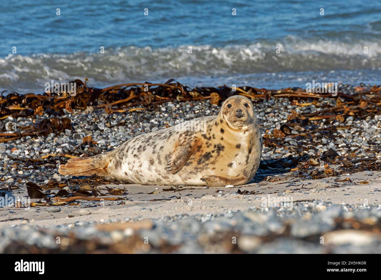Female grey seal (Halichoerus grypus), dune, Helgoland Island ...