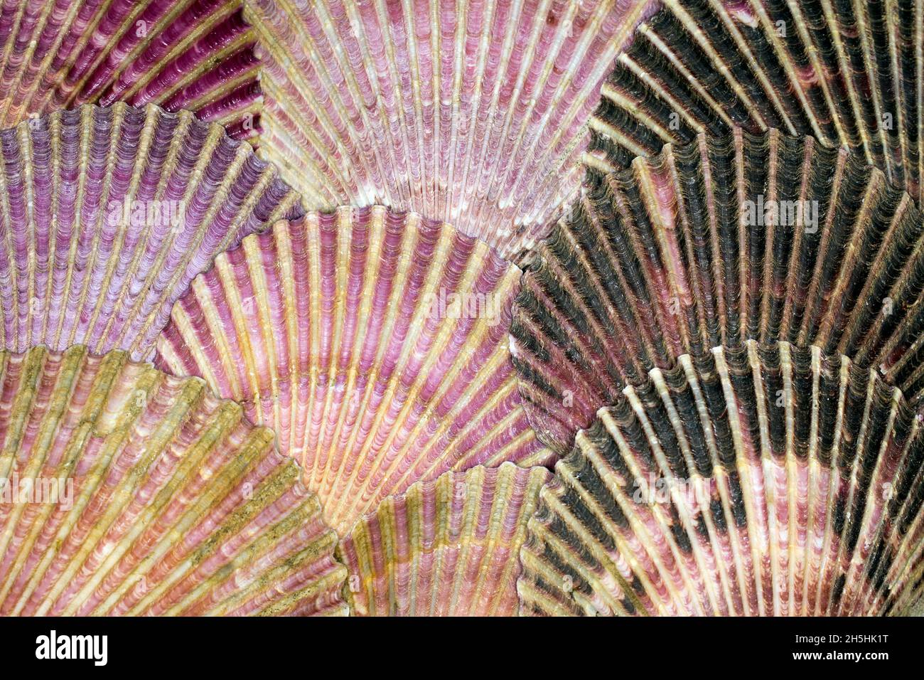 Pecten jacobaeus hi-res stock photography and images - Alamy