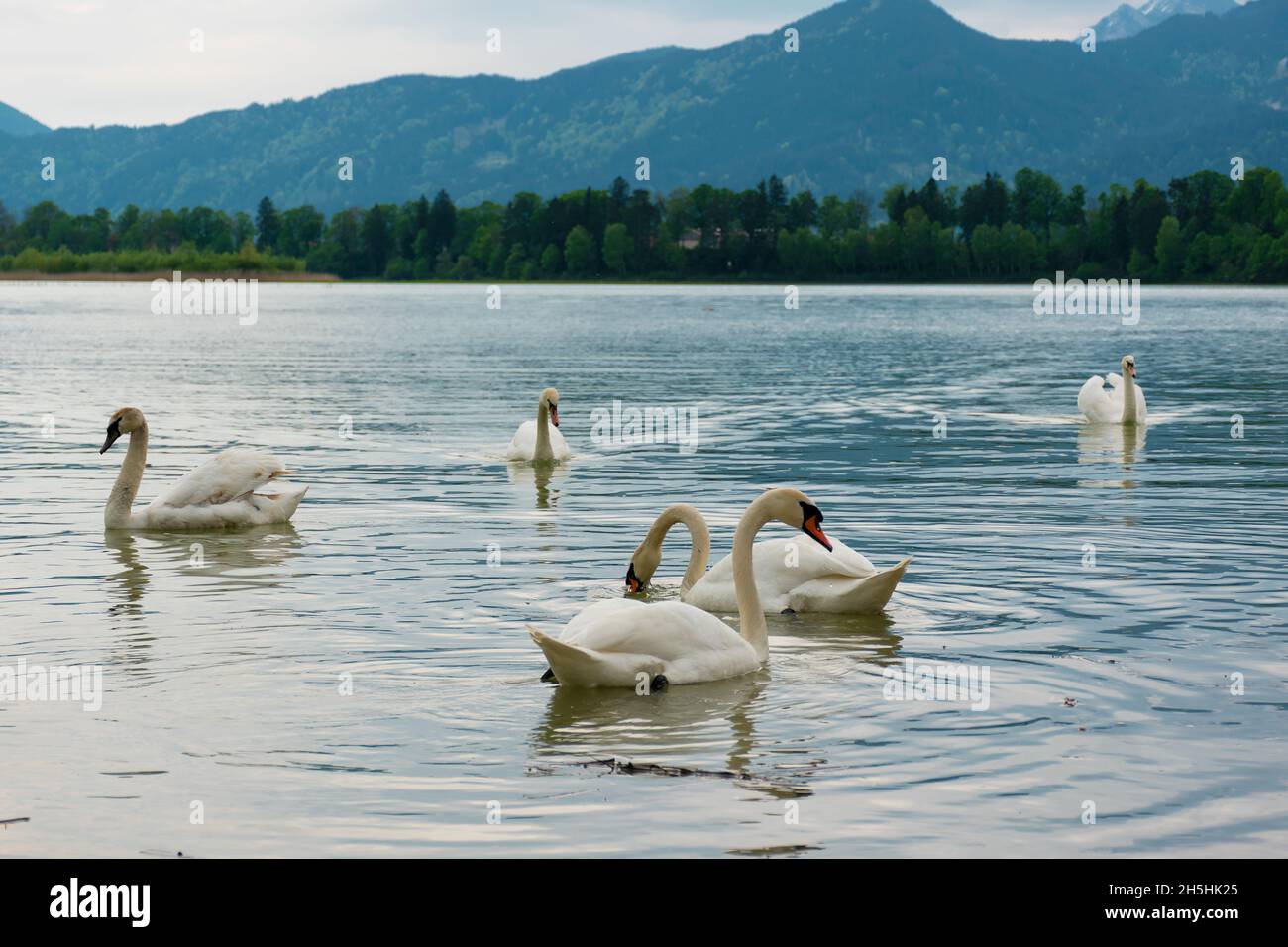 Forggensee and allgau alps hi-res stock photography and images - Alamy