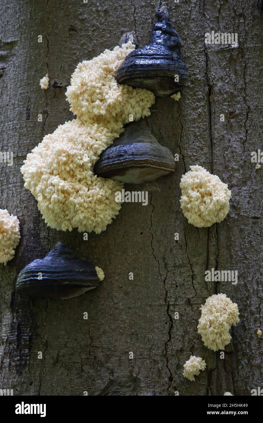 Prickly beard or bear's head (Hericium coralloides) on beech trunk ...
