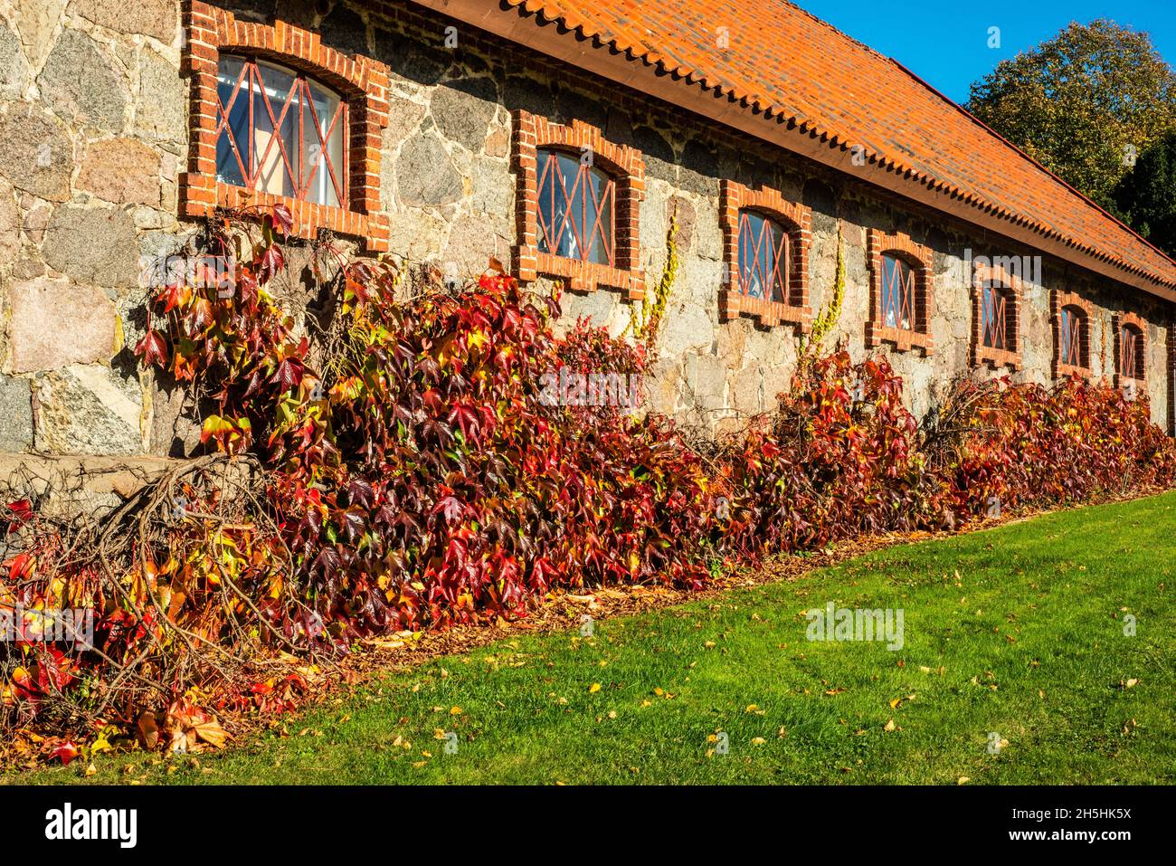 Virginia Creeper (Parthenocissus quinquefolia) or Climbing wine on an ...