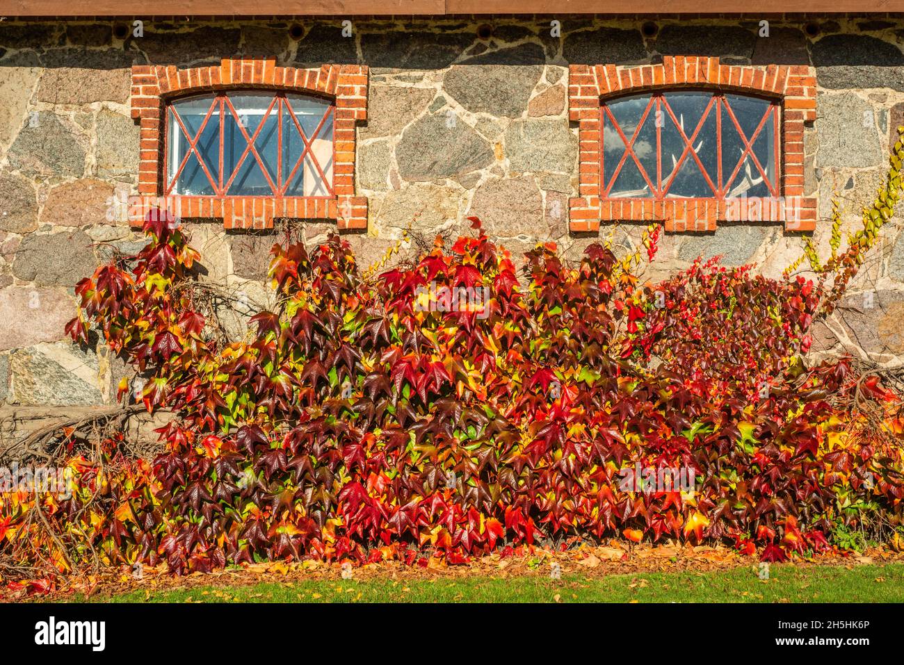 Virginia Creeper (Parthenocissus quinquefolia) or Climbing wine on an ...