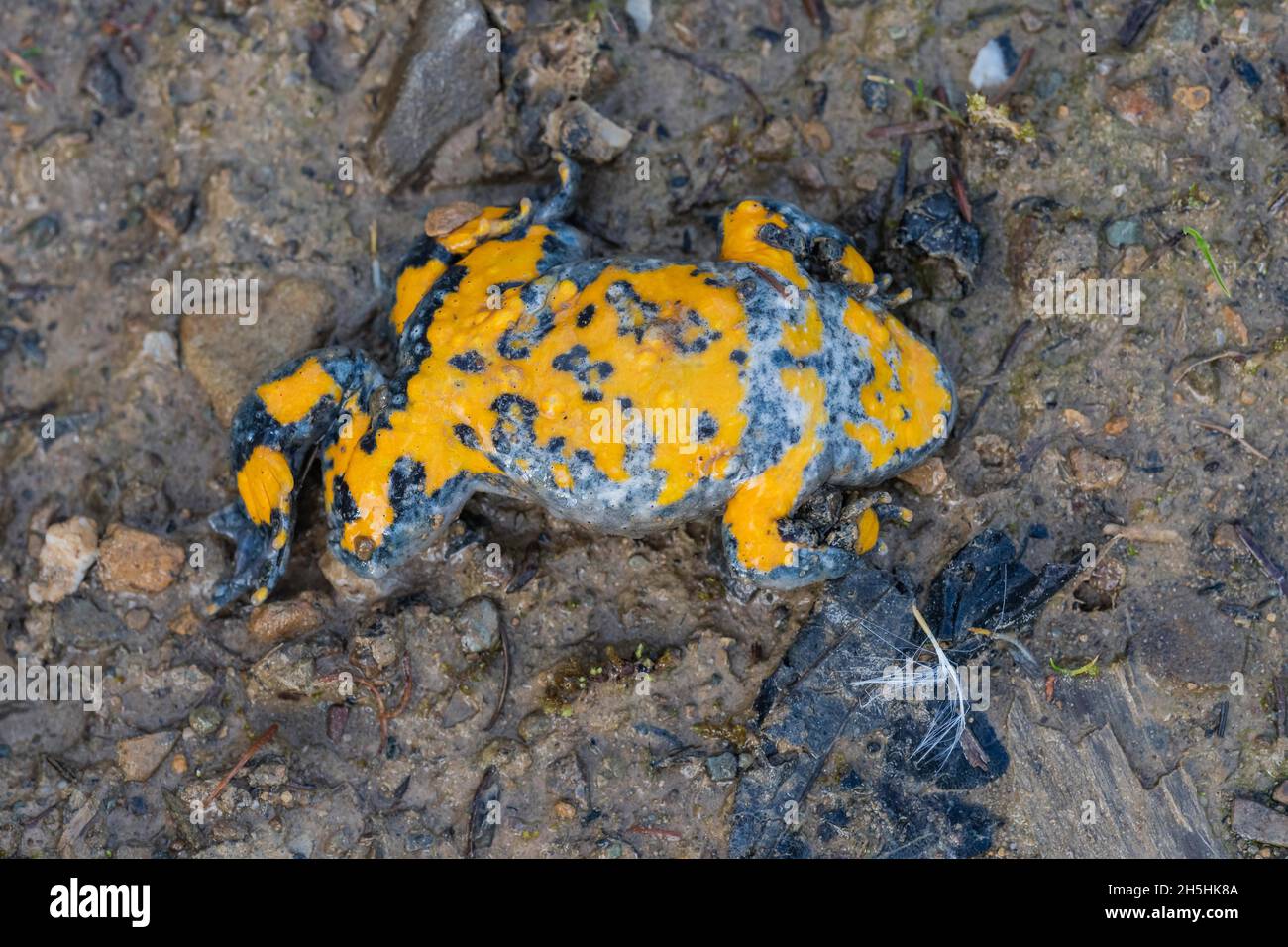 Yellow-bellied toad (Bombina variegata Stock Photo - Alamy