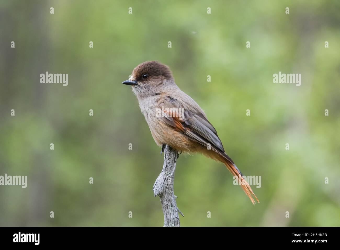 Siberian Jay (Perisoreus Infaustus Stock Photo - Alamy