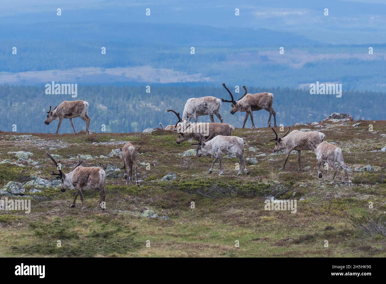 Reindeer (Rangifer tarandus Stock Photo - Alamy