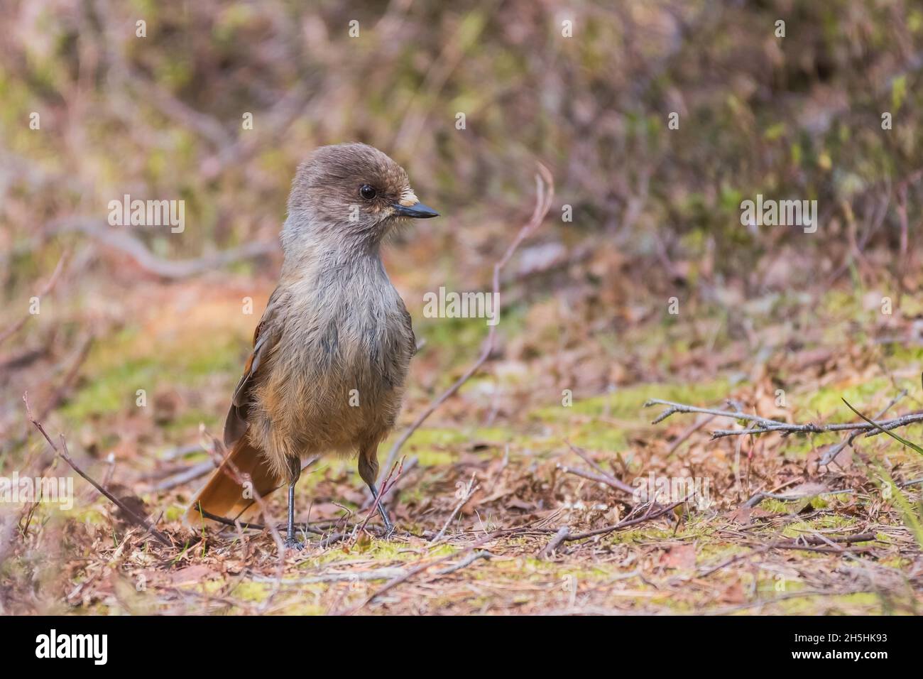 Siberian Jay (Perisoreus Infaustus Stock Photo - Alamy