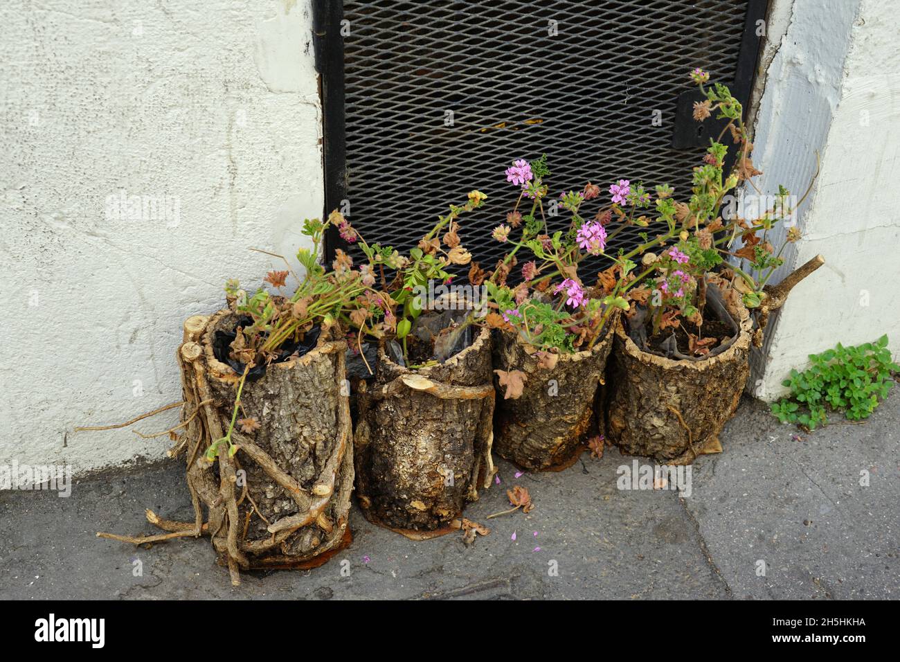 Geraniums (Pelargoniums), Urban Gardening, Marseille, France Stock ...