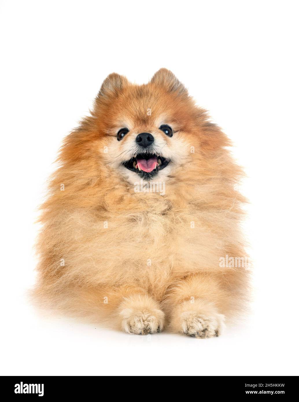 brown pomeranian in front of white background Stock Photo - Alamy