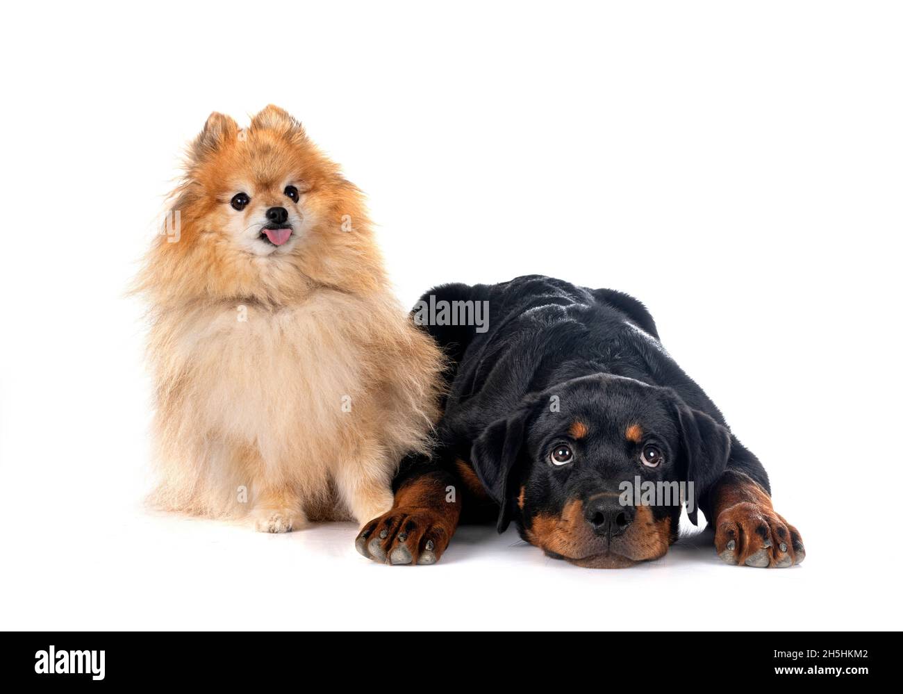 brown pomeranian and rottweiler in front of white background Stock ...