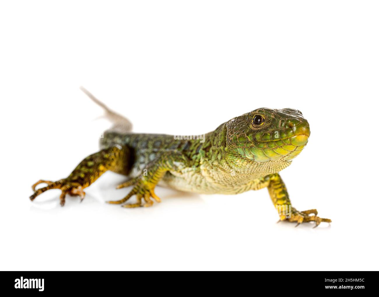 Western green lizard in front of white background Stock Photo - Alamy