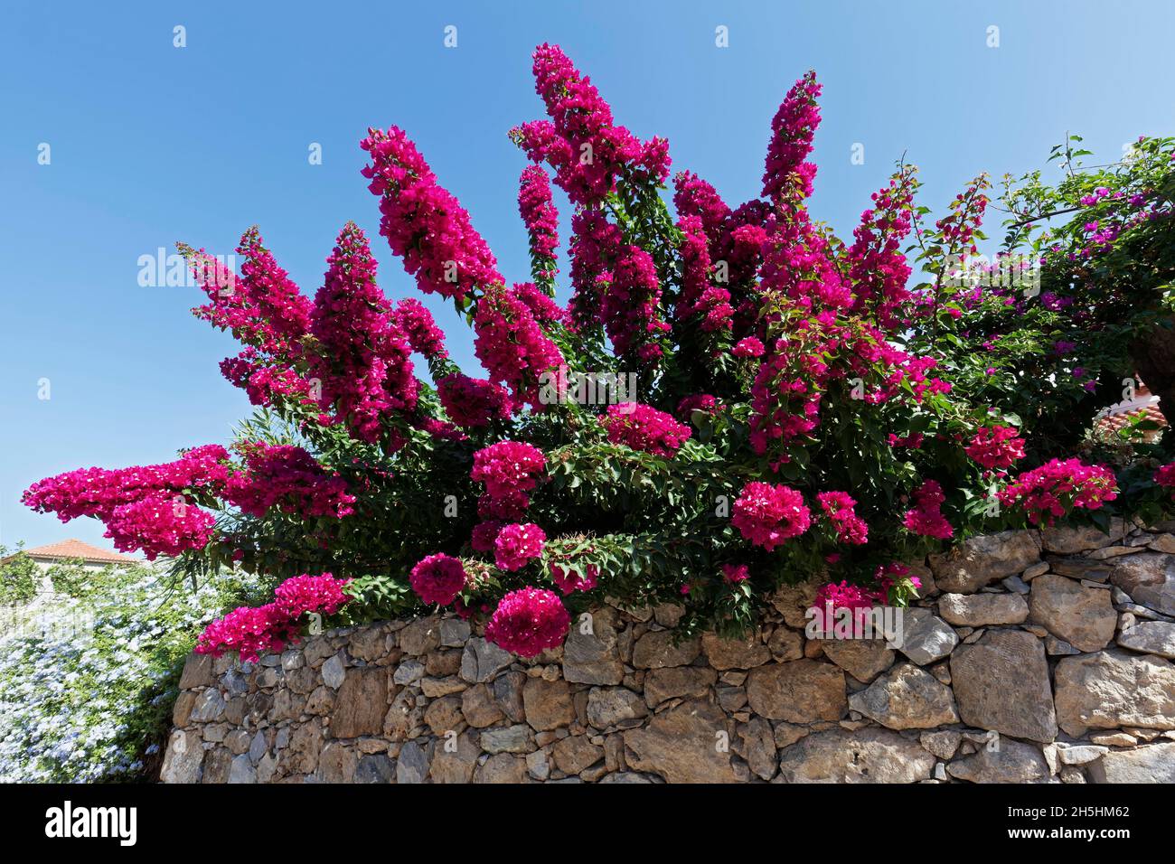 Quarry stone wall with bougainvillea, purple flowering, Mani Peninsula ...
