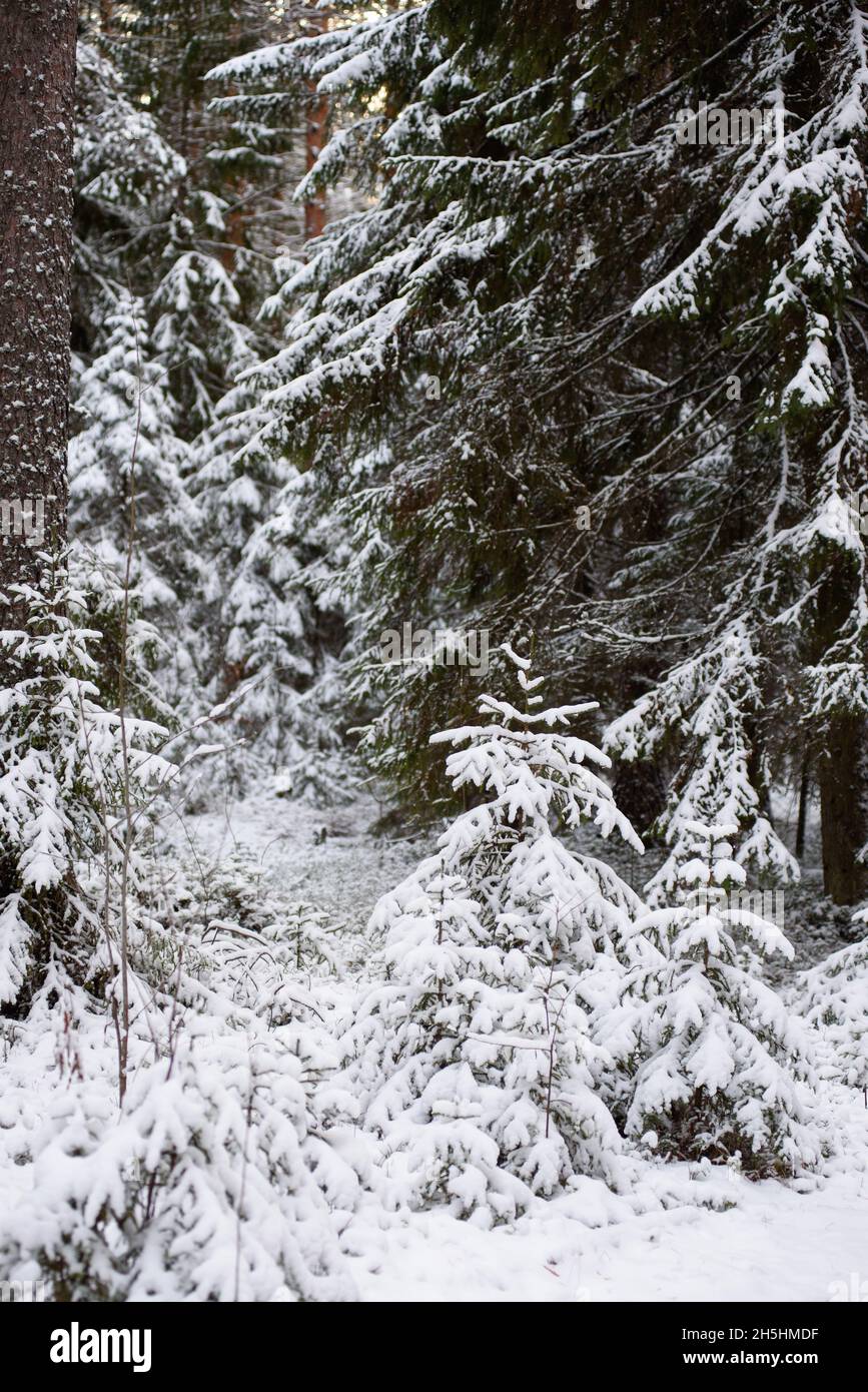 Landscape. Coniferous forest after the first snowfall Stock Photo - Alamy