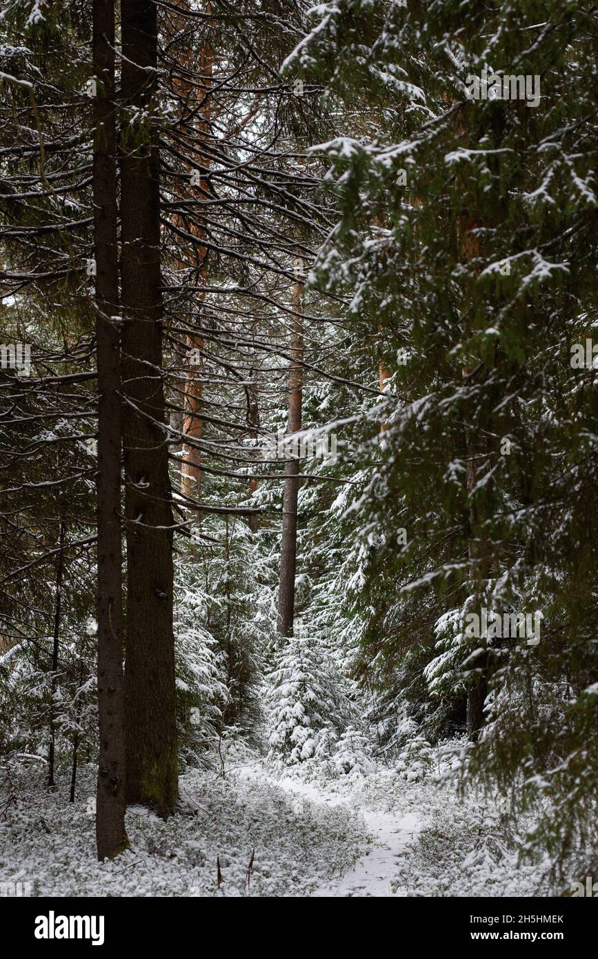Landscape. Coniferous forest after the first snowfall Stock Photo - Alamy