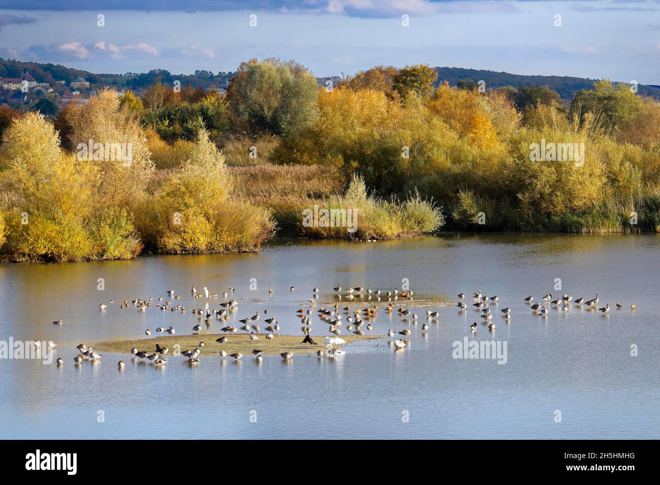 Various water birds in bird sanctuary, bird sanctuary, shallow water ...