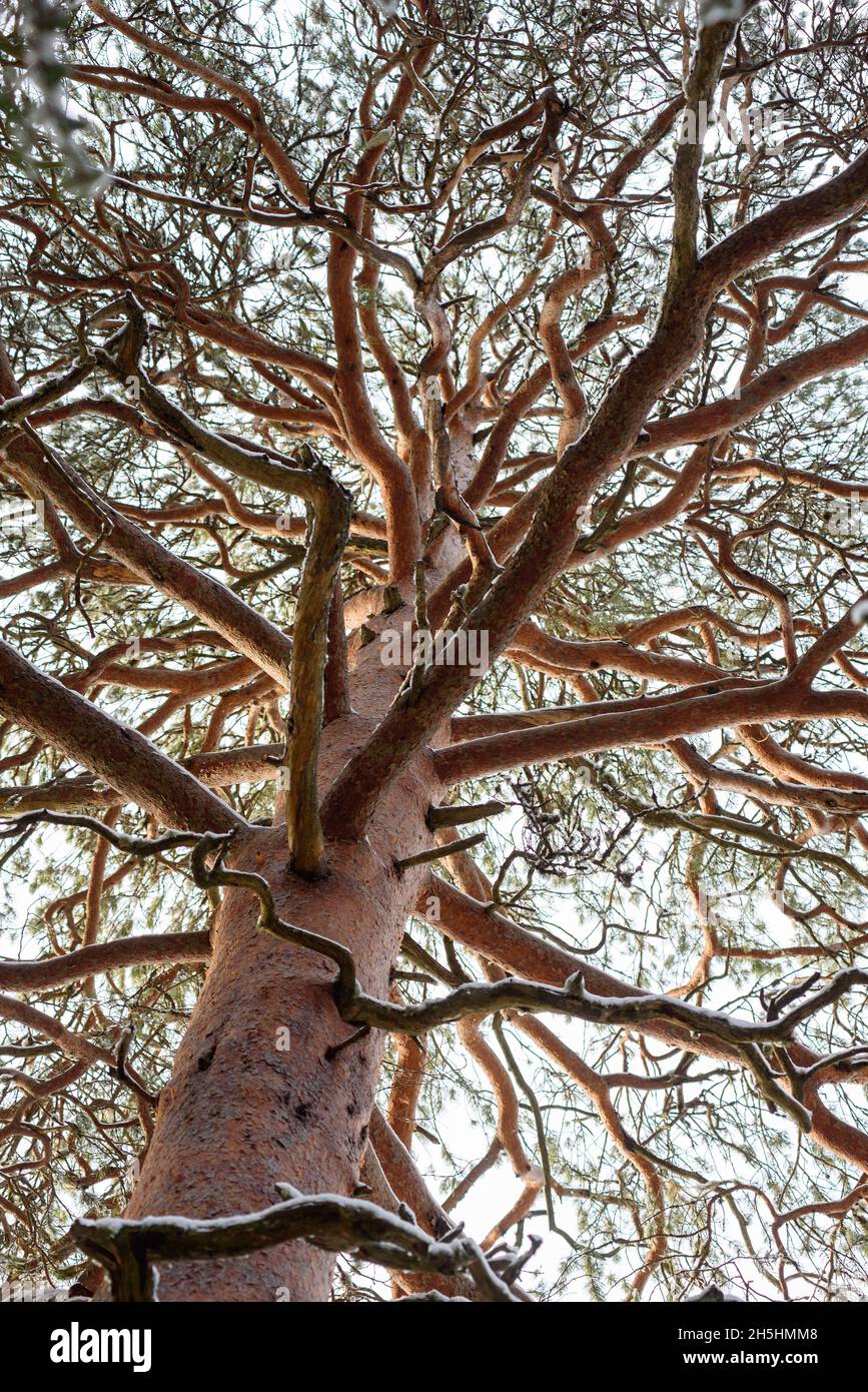 Twisted branch texture hi-res stock photography and images - Alamy