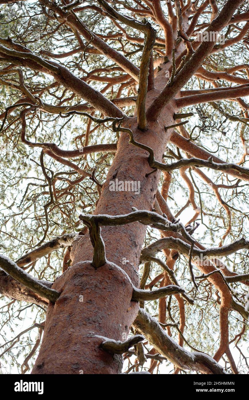 Twisted branch texture hi-res stock photography and images - Alamy