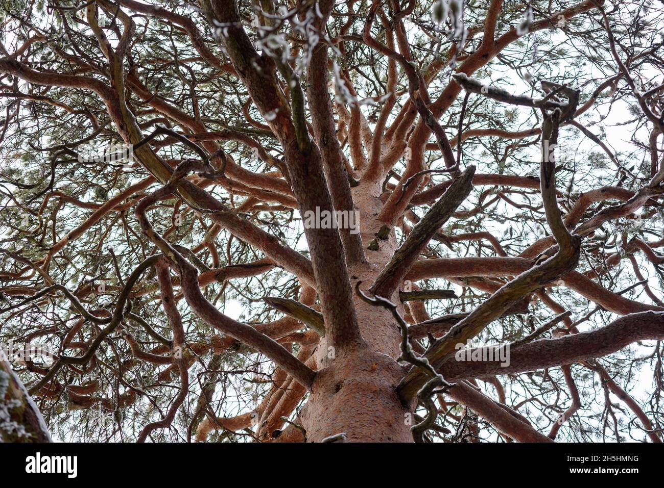 Twisted branch texture hi-res stock photography and images - Alamy