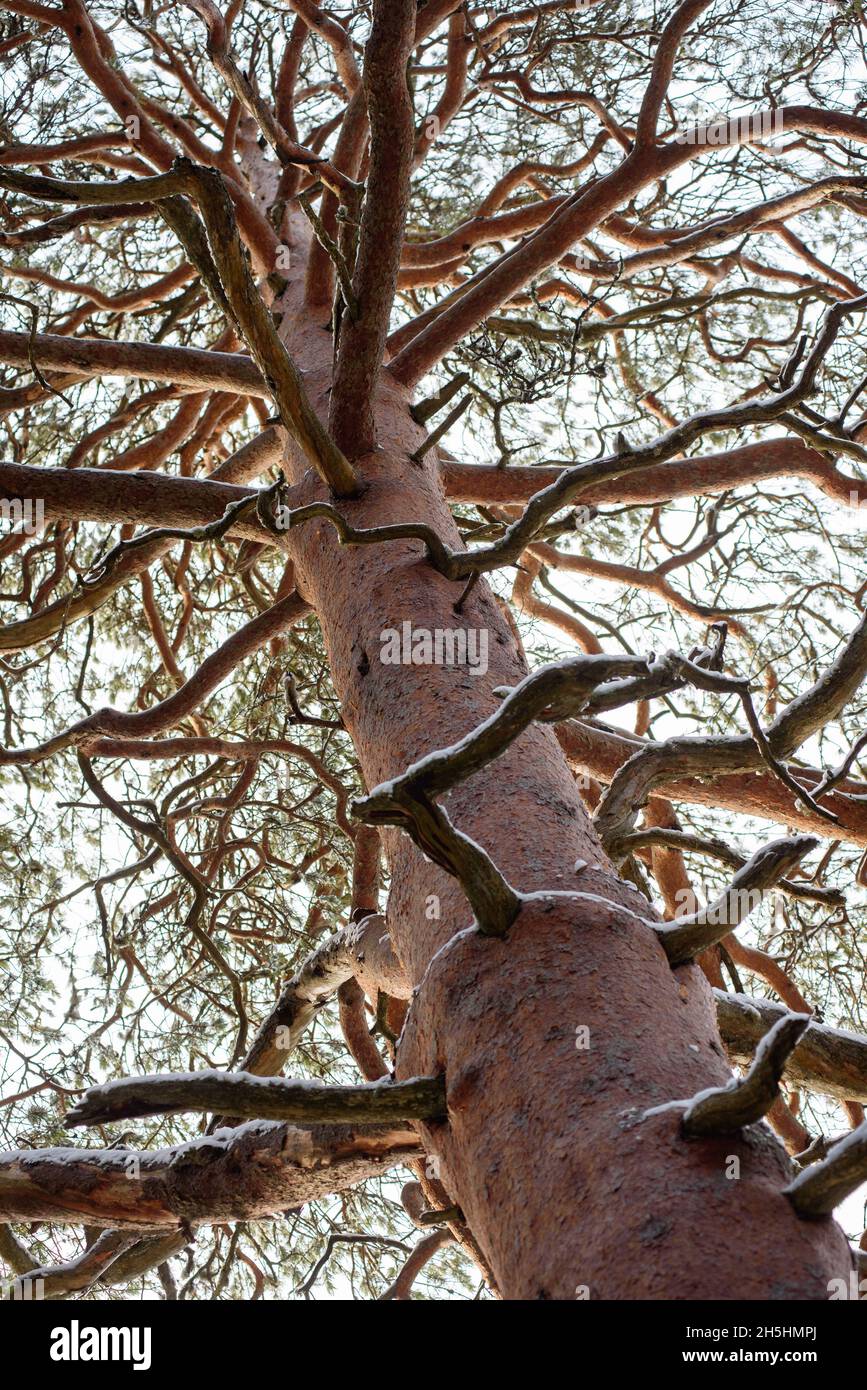 Twisted branch texture hi-res stock photography and images - Alamy