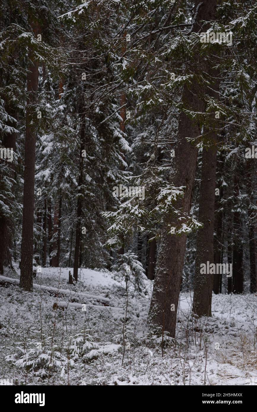 Landscape. Coniferous forest after the first snowfall Stock Photo - Alamy