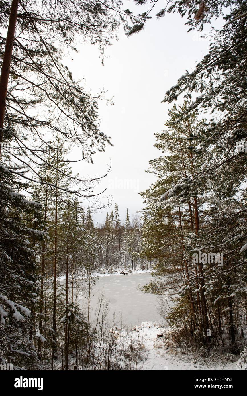 Landscape. A forest lake after the first frost and the first snowfall ...
