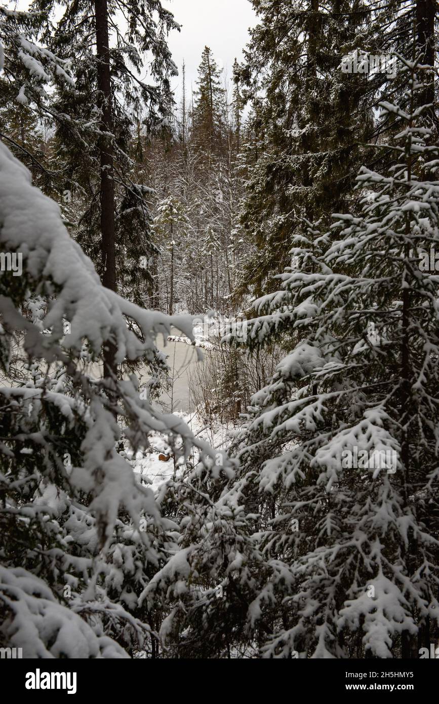 Landscape. A forest lake after the first frost and the first snowfall ...