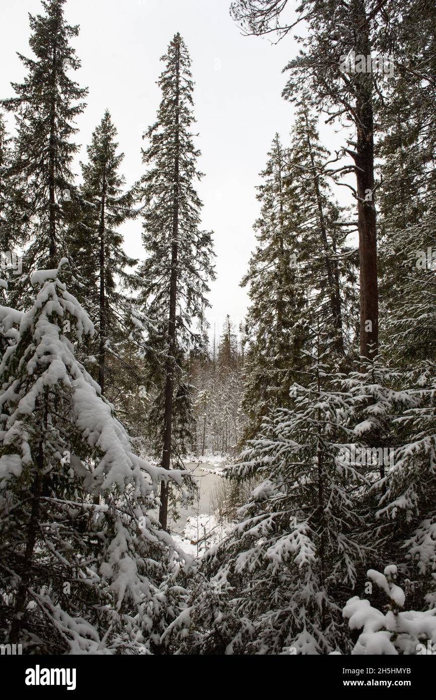Landscape. A forest lake after the first frost and the first snowfall ...
