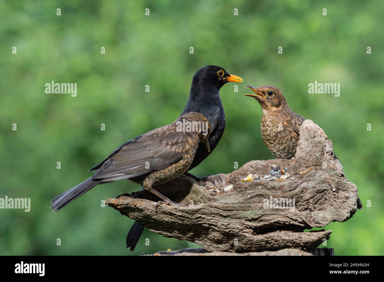 Blackbirds (Turdus merula), Males and young birds, Lower Saxony ...