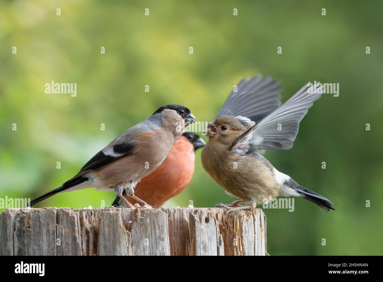 Two young finches hi-res stock photography and images - Alamy