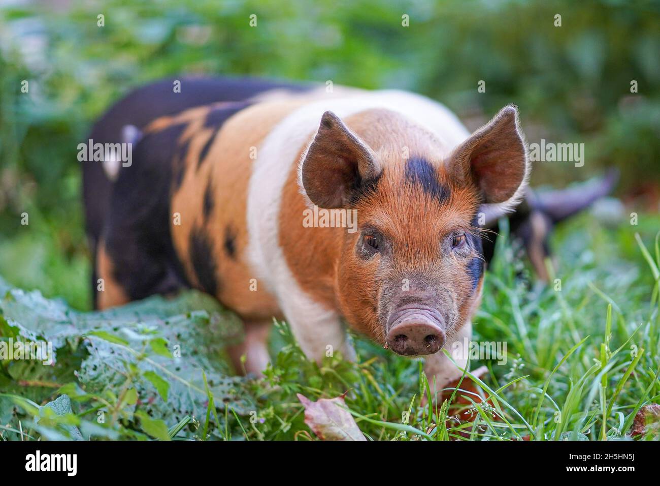 Young colourful pigling on a green grass Stock Photo - Alamy