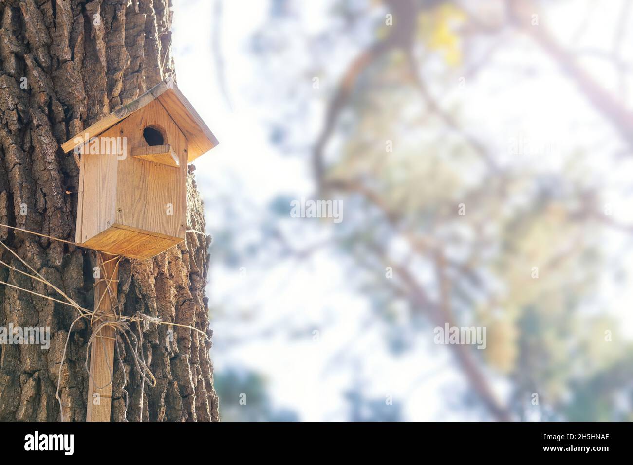 Nest In Tree Trunks High Resolution Stock Photography and Images - Alamy