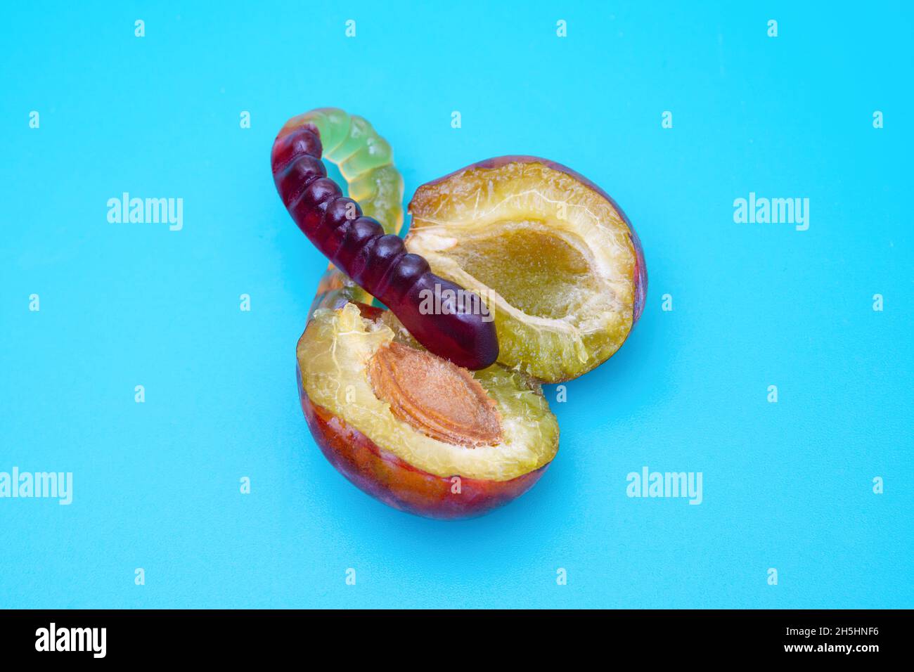 Large candy worm on a plum isolated on blue background Stock Photo - Alamy