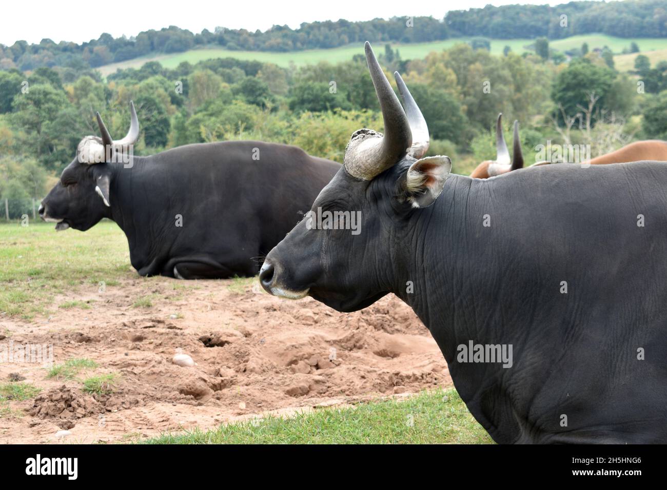 Congo buffalo hi-res stock photography and images - Alamy