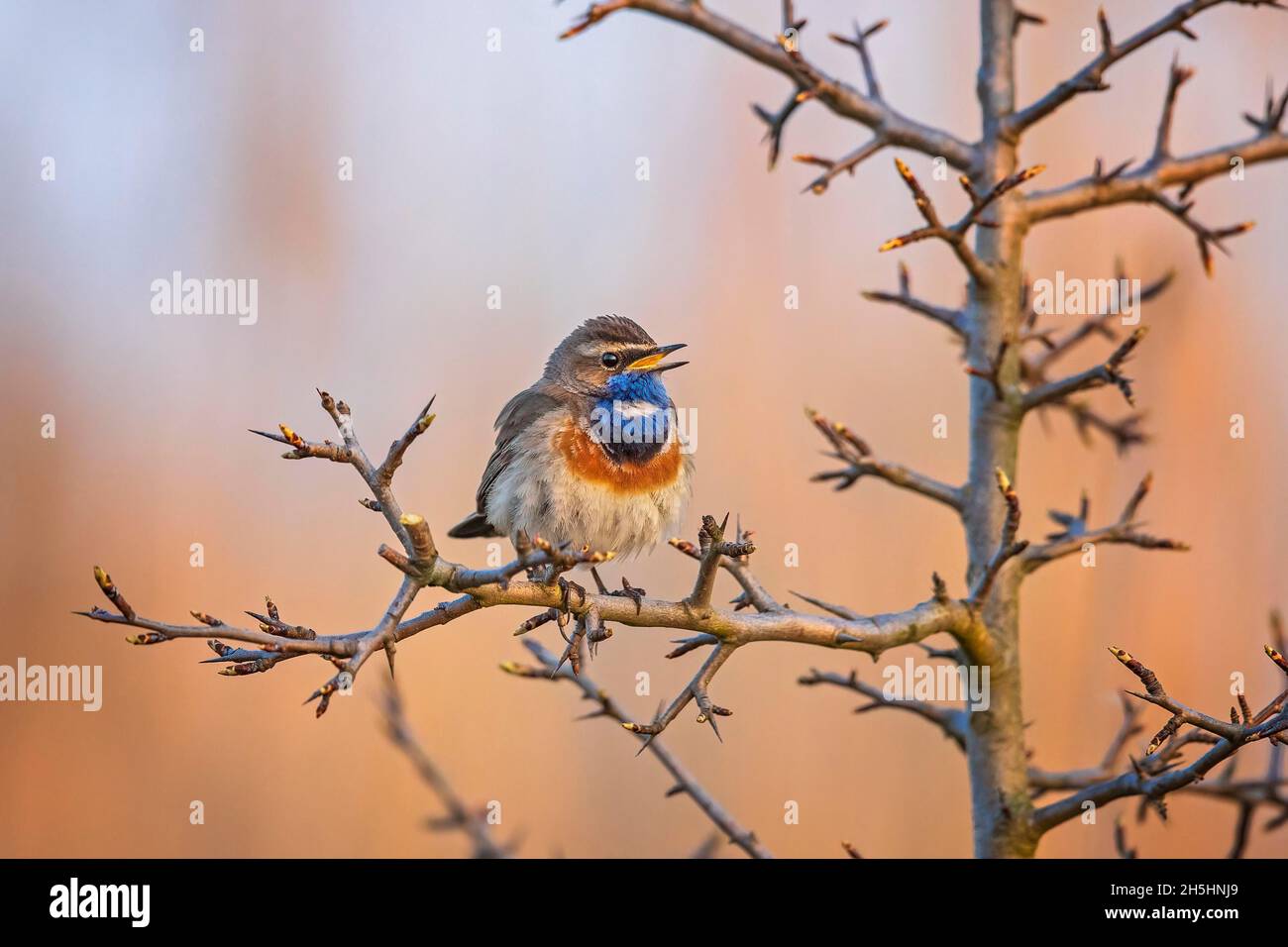 Bluethroat (Luscinia svecica) courting and singing in spring, Middle ...