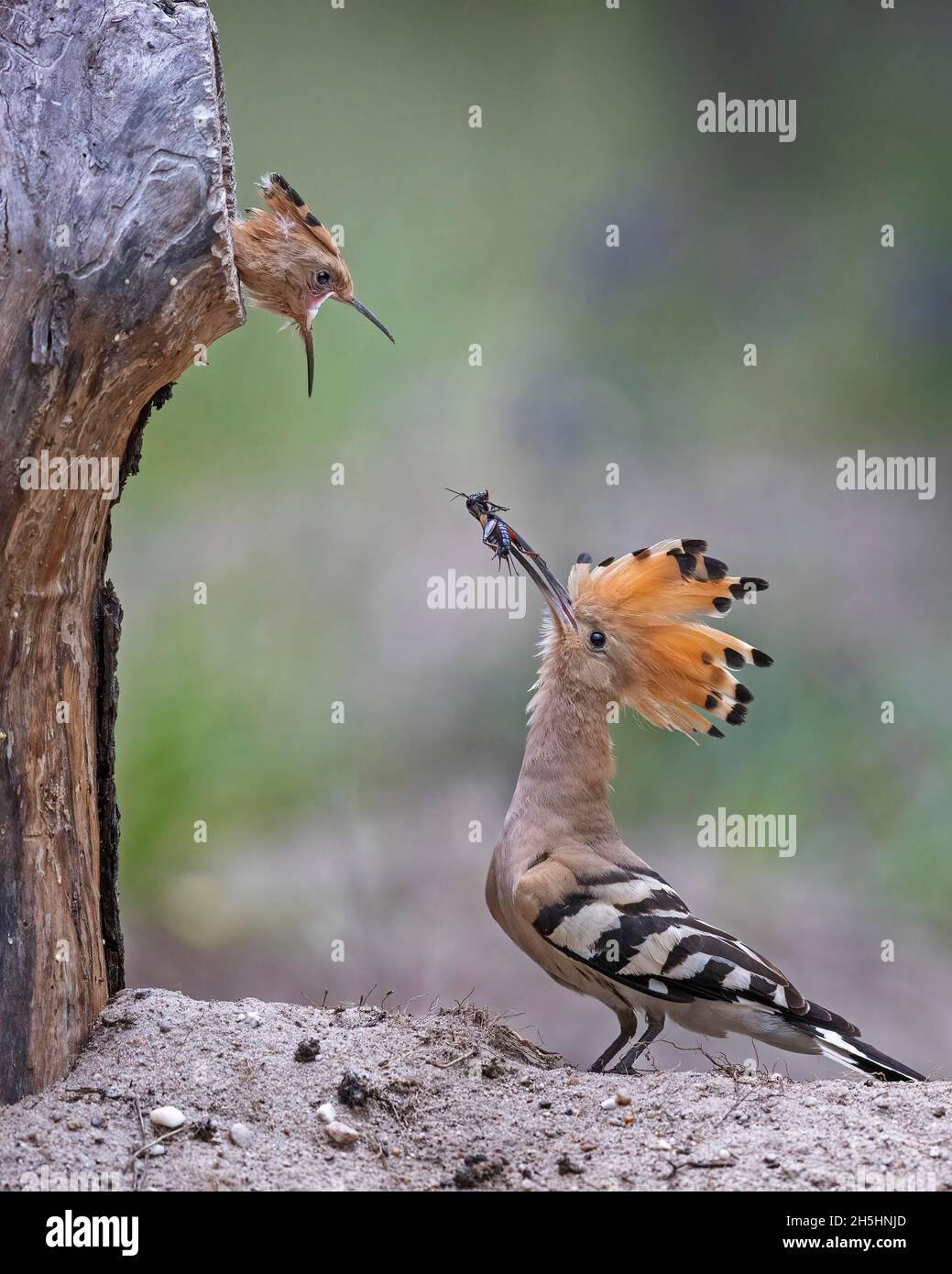 Cricket for birds hi-res stock photography and images - Alamy