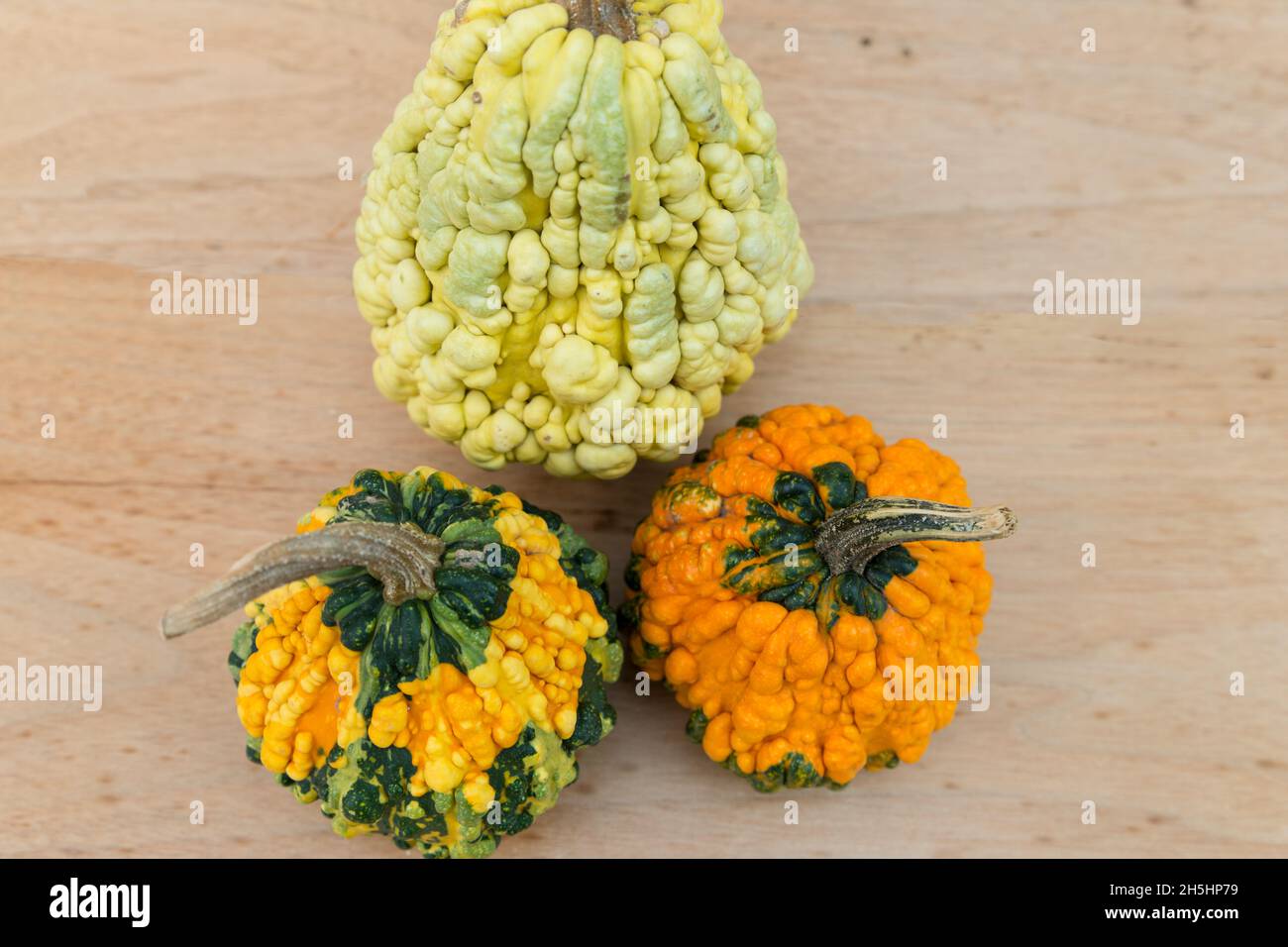 close up of unusual shaped squash. brightly coloured, peculiar bumpy ...