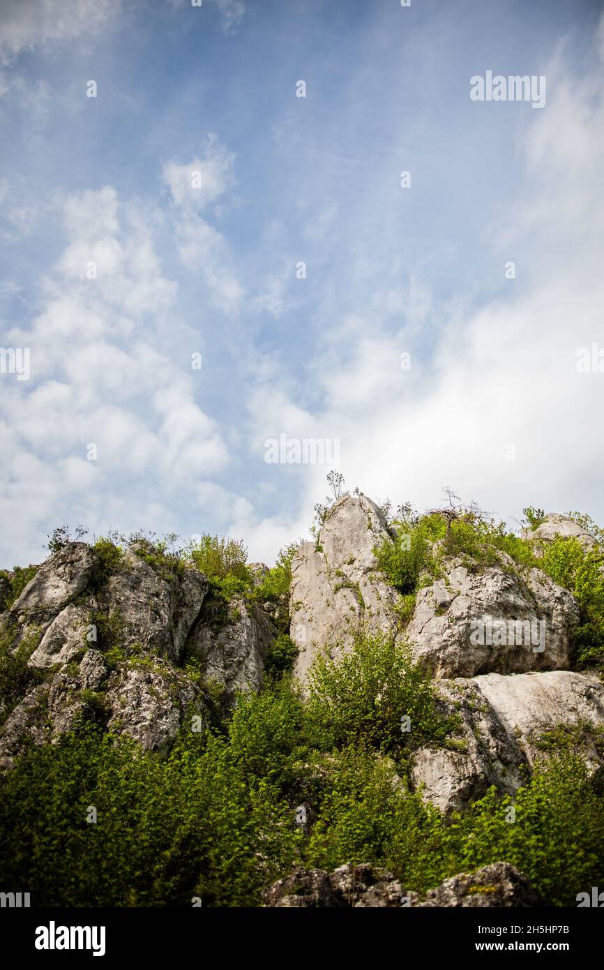 Cliff plants hi-res stock photography and images - Alamy