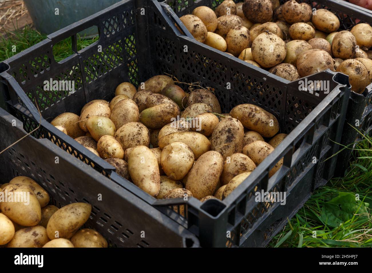 Fresh dug unpeeled potatoes in plastic crates in the garde. Harvesting ...
