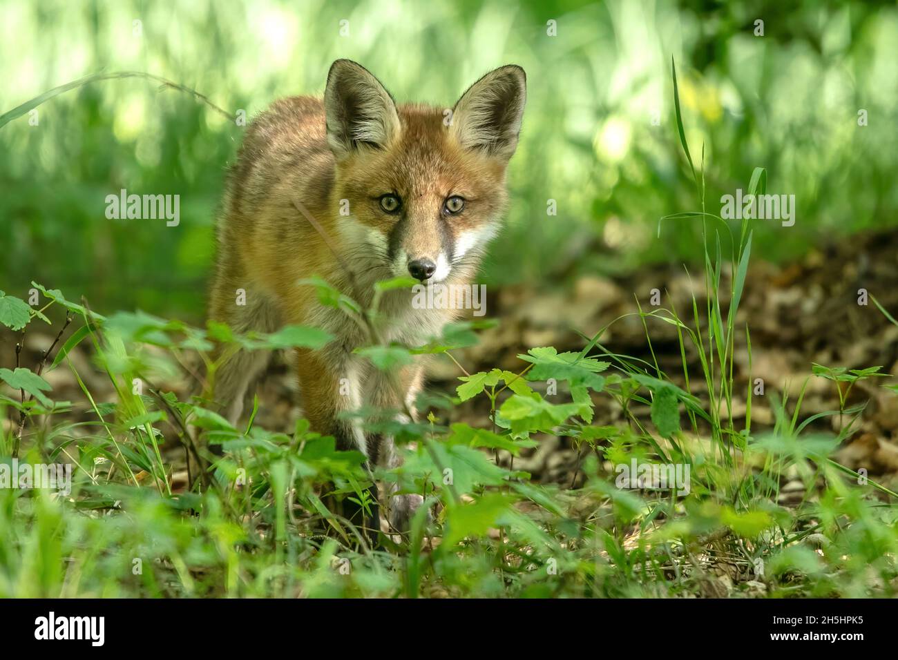 Vulpes vulpes,Fuchs,Rotfuchs,Natur,Schweiz,Wild,Säugetier *** Local ...