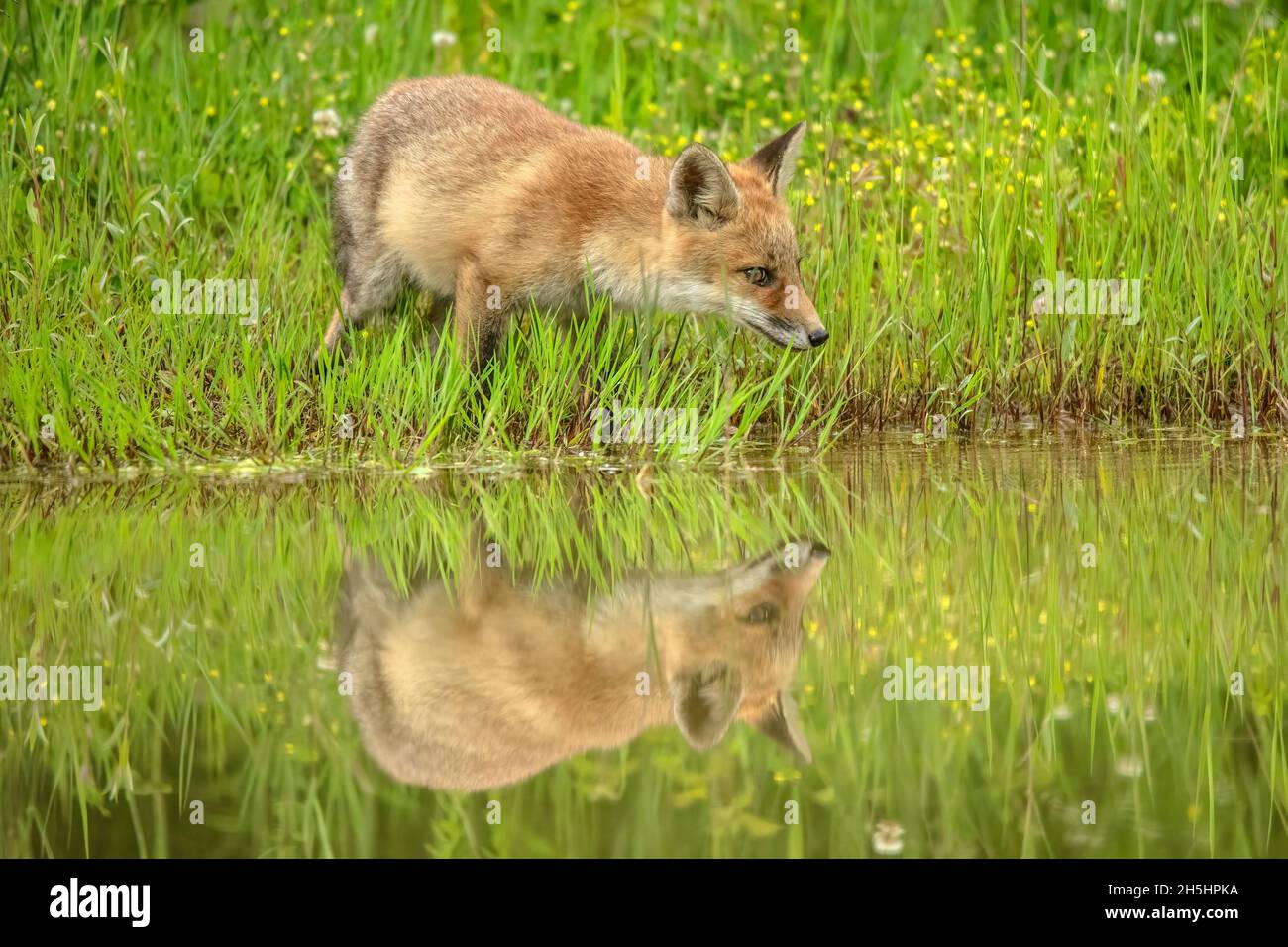 Vulpes vulpes,Fuchs,Rotfuchs,Natur,Schweiz,Wild,Säugetier *** Local ...