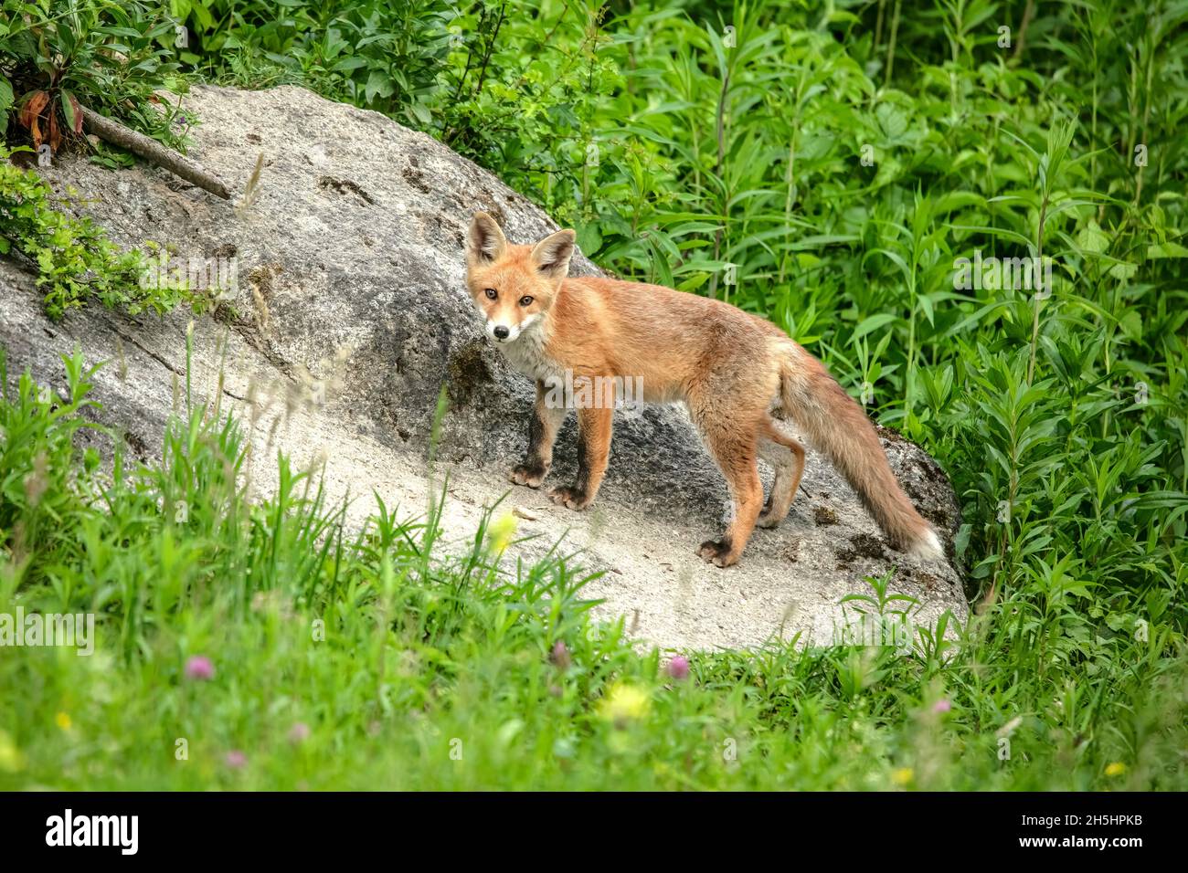 Vulpes vulpes,Fuchs,Rotfuchs,Natur,Schweiz,Wild,Säugetier *** Local ...